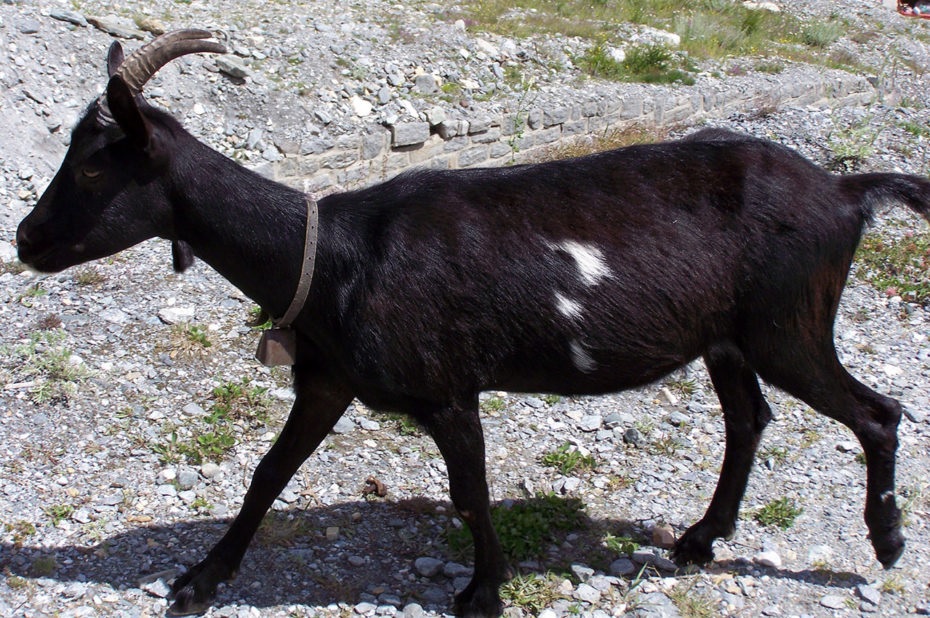 Sabotage par vol de la chèvre noire d’Idaroussi Hamadi – Le Mohelien